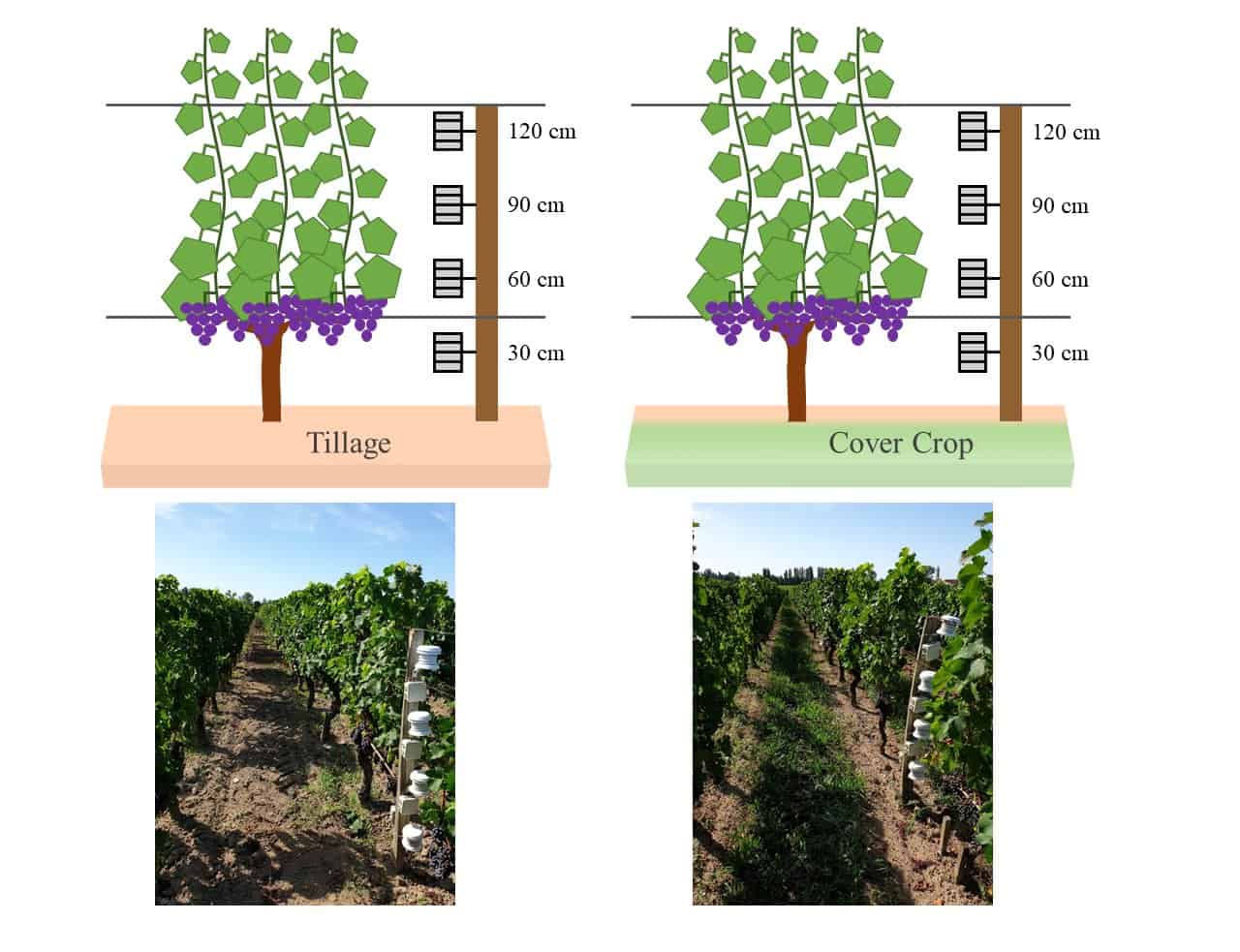 Should You Your Increase Vine Trunk Height? - Vintality Tech Inc.