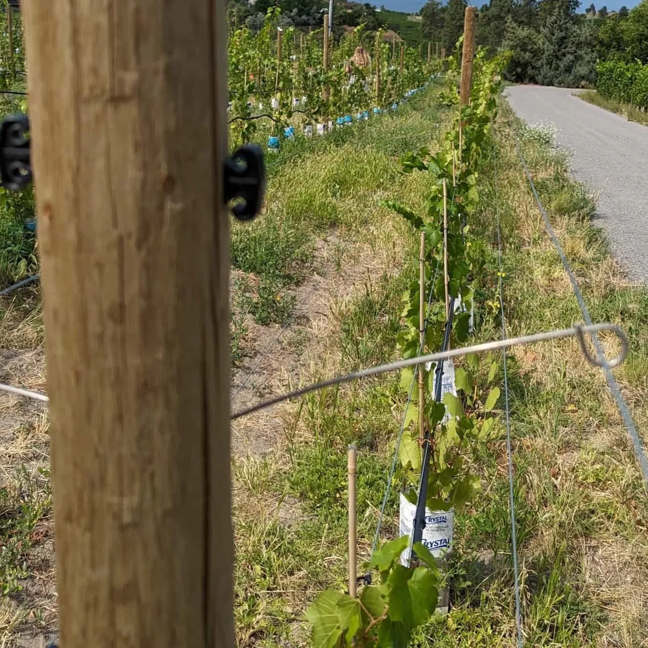 Trellising - Vintality Tech Inc.